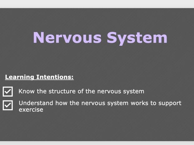 A Level PE - Nervous System | Teaching Resources