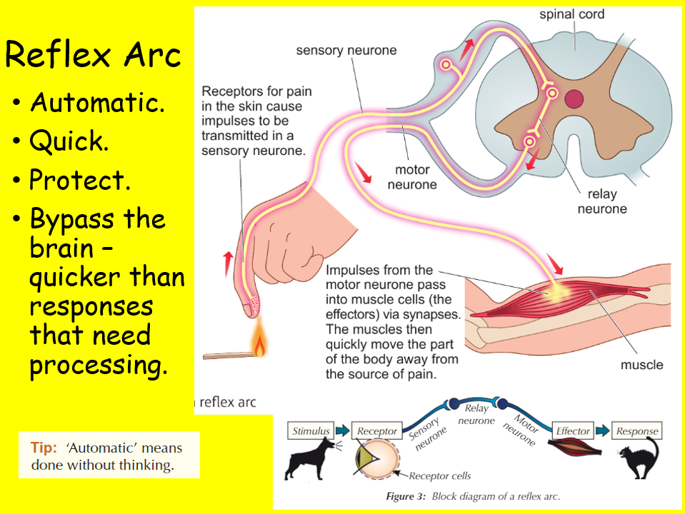 Edexcel CB2 SB2 The Nervous System Complete 3 Lessons - GCSE Biology ...
