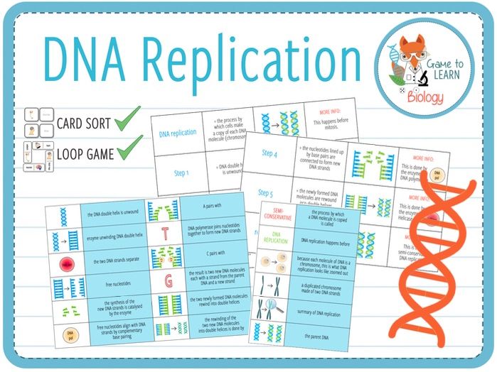 DNA replication - Card sort and Loop Game (KS4/5) | Teaching Resources