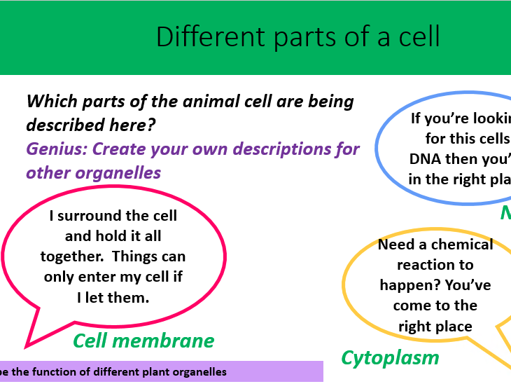 Animal and Plant Cells | Teaching Resources