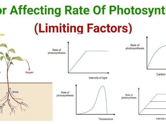 A Level Biology - Investigation of limiting factors (Photosynthesis ...