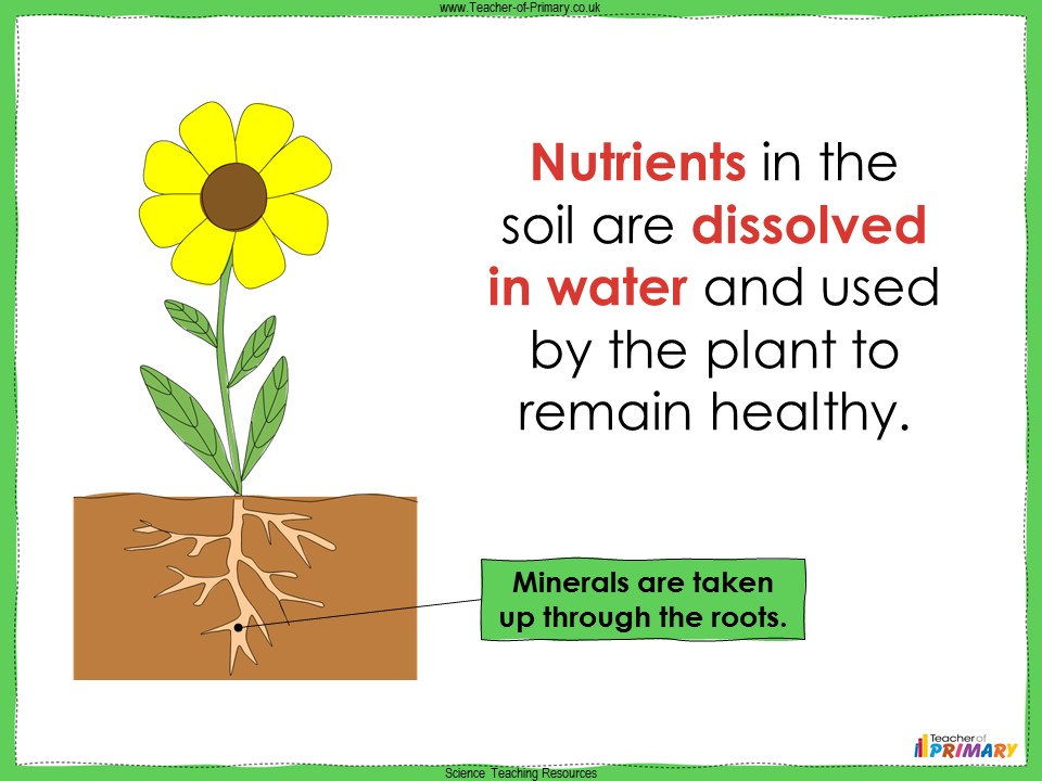 Plants and Water - Year 3 | Teaching Resources