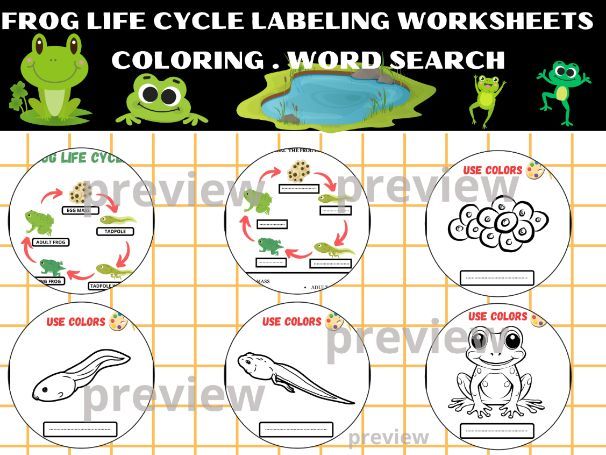 Frog Life Cycle | Labeling, Coloring, and Word Search Activities ...