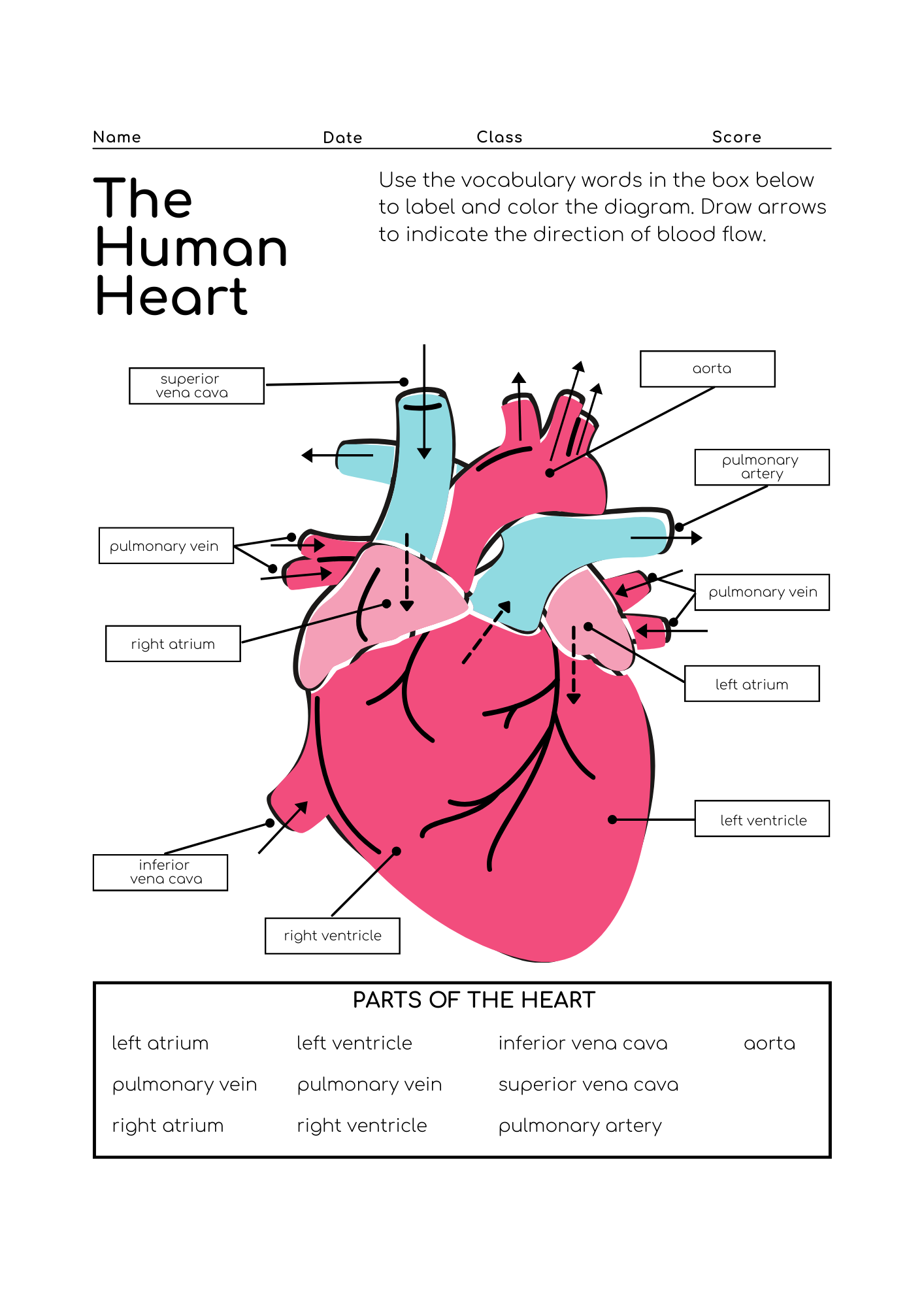 The Human Heart Labelling Worksheet | Teaching Resources