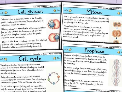 Mitosis (Cell Cycle) and Meiosis - Flashcards | Biology | Cell Division ...