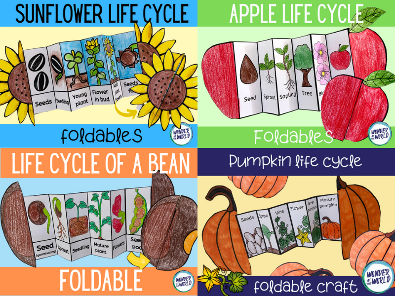 Plant life cycle foldable craft bundle | Teaching Resources
