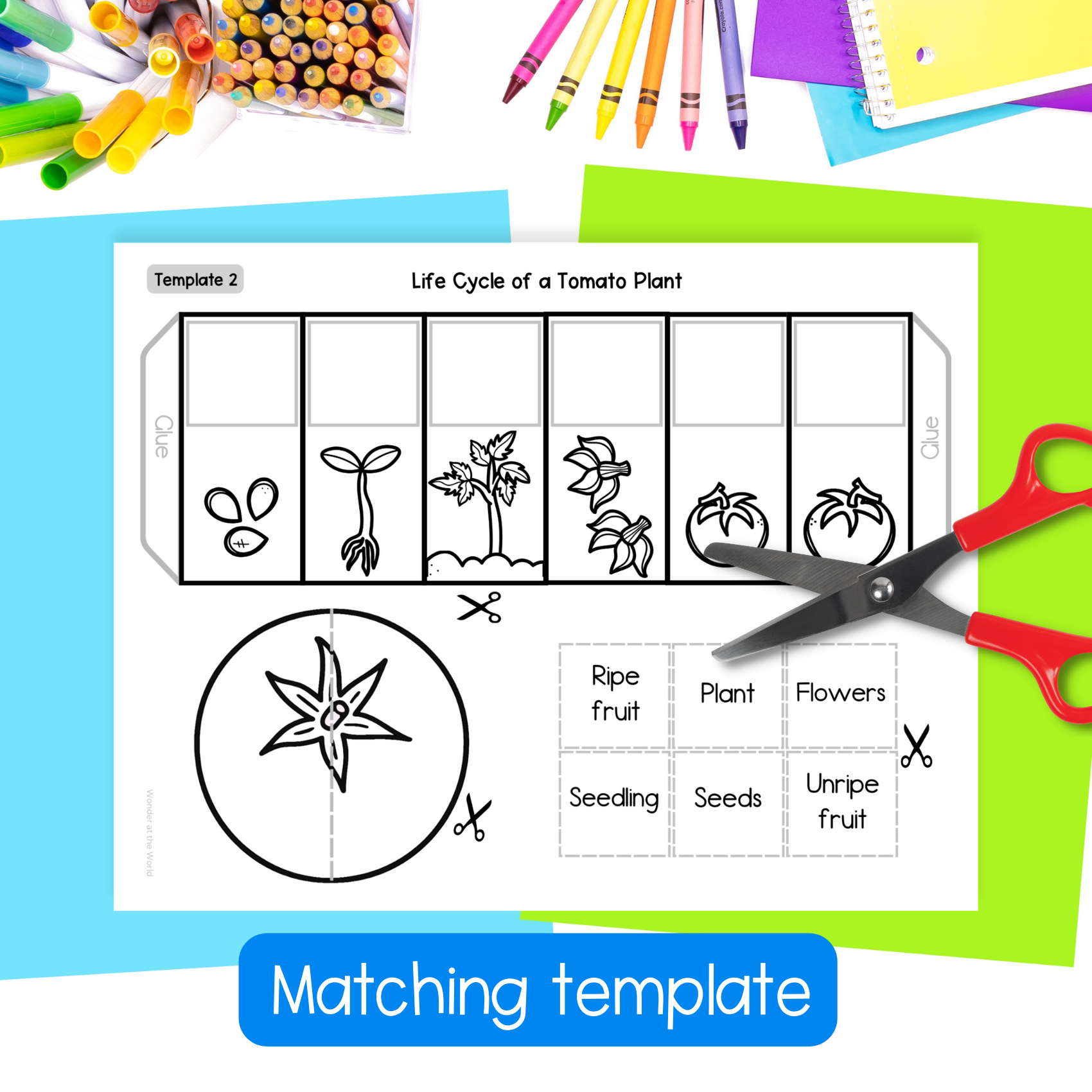 Life cycle of a tomato plant sequence and fold science activity ...