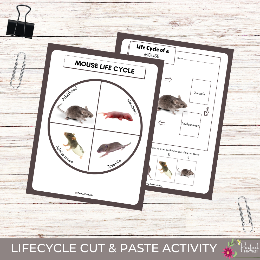 Life Cycle of a Mouse Worksheet | Animal Science Unit Study With Fun ...
