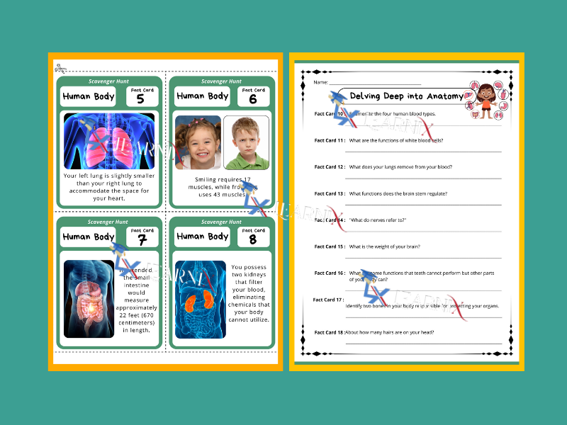 Human Body Scavenger Hunt & Worksheets , Fun Anatomy Activity Pack ...