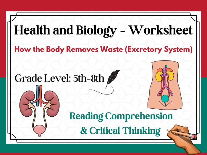 How the Body Removes Waste (Excretory System): Reading Comprehension ...
