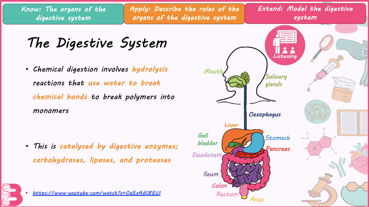 A Level Bio Lesson - 6b.1 The Digestive System | Teaching Resources