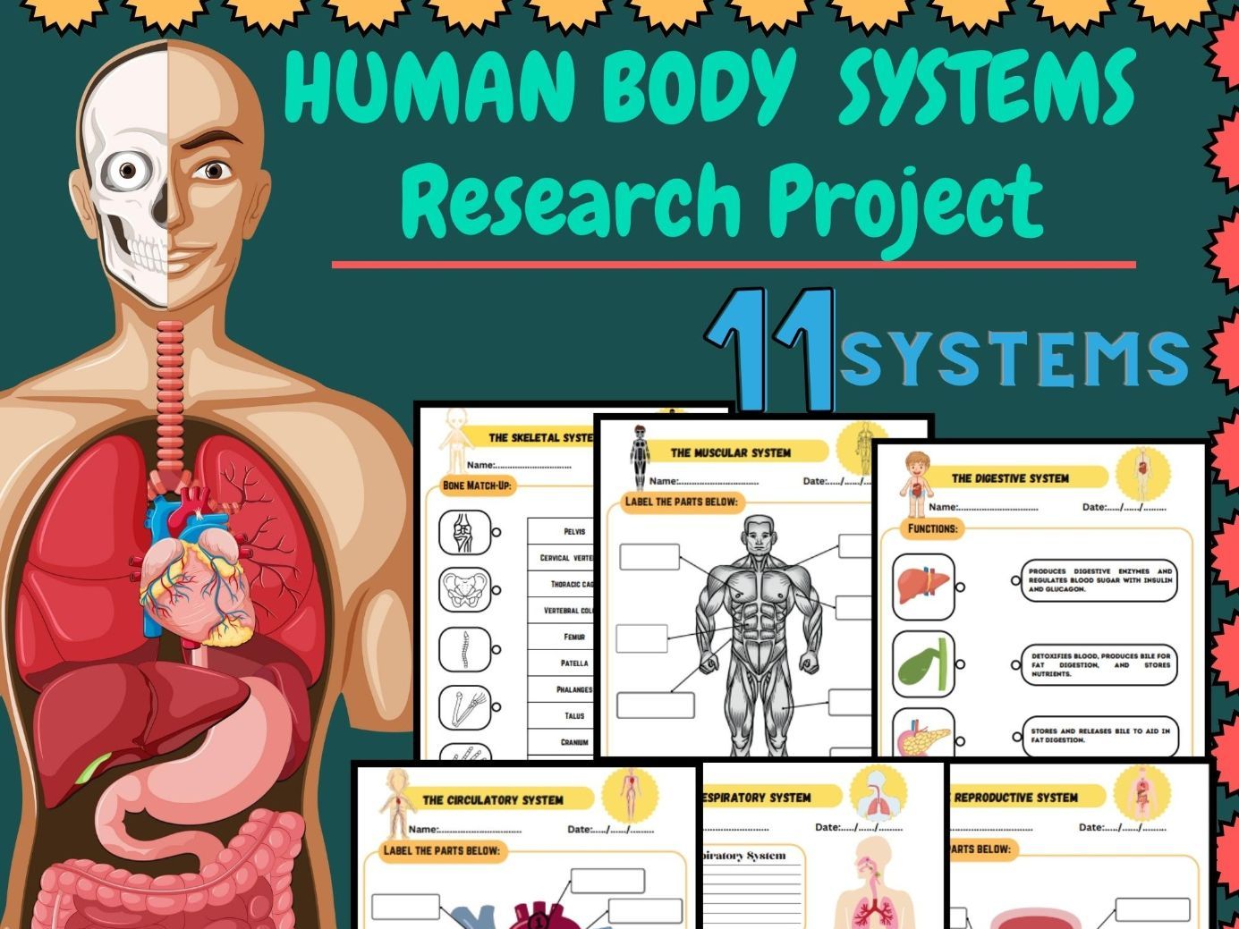 Human Body Systems Worksheets Bundle | Teaching Resources