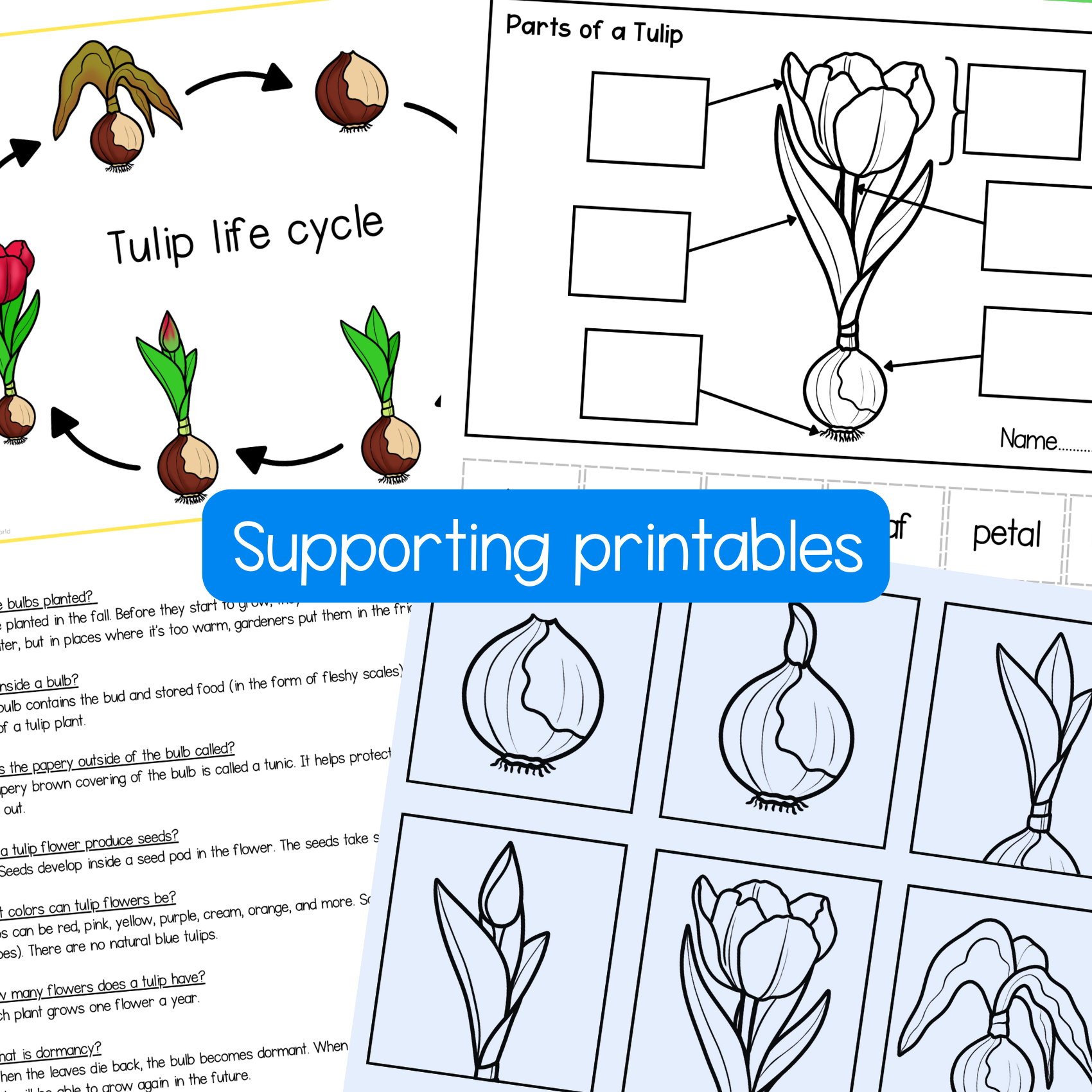 Life cycle of a tuilp flower plant sequence and fold craft activity KS1 ...
