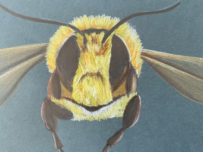 KS3 Art Lesson Plan - Bumblebee drawing | Teaching Resources