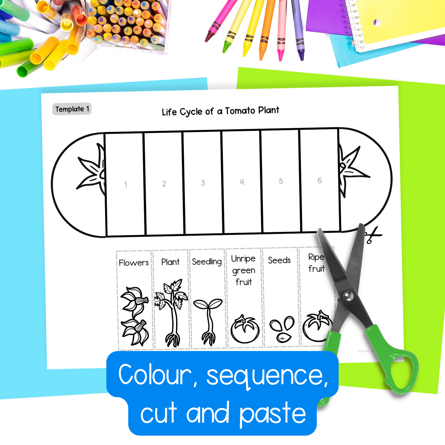 Life cycle of a tomato plant sequence and fold science activity ...