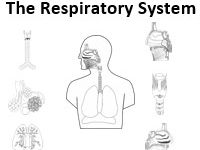 The Respiratory System A Research Project | Teaching Resources