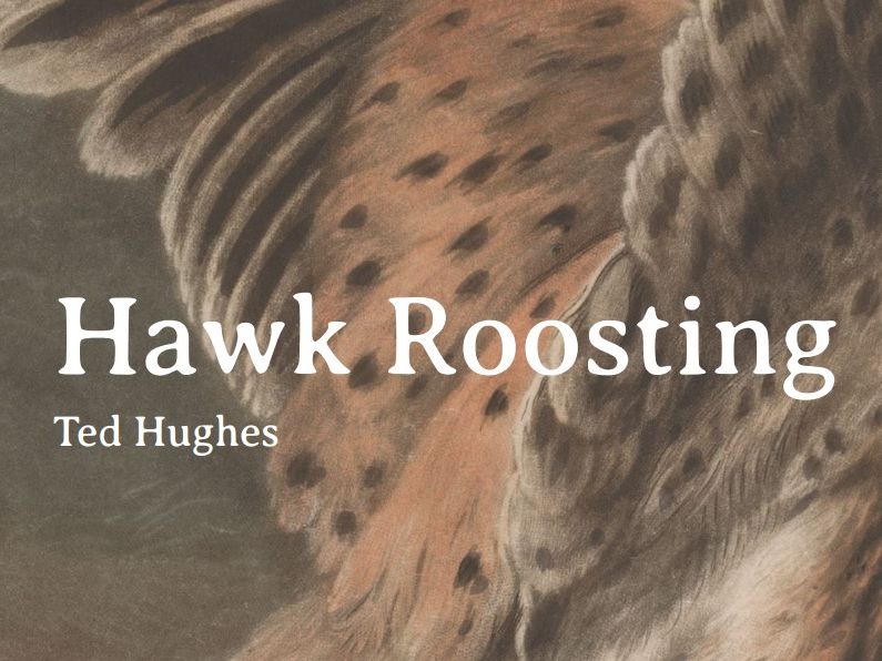 'Hawk Roosting' by Ted Hughes - Study Guide | Teaching Resources