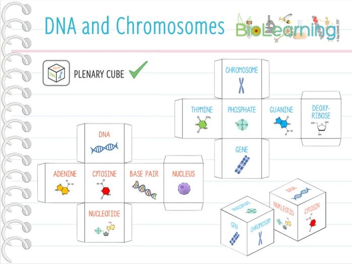 Secondary genetics and evolution resources
