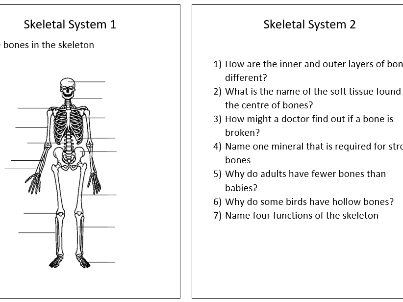 KS3 The Body Quick Quiz | Teaching Resources