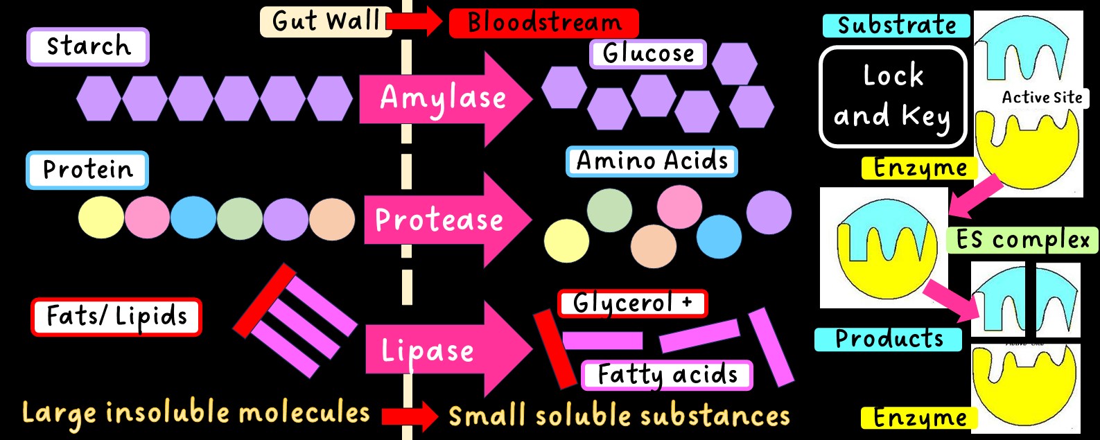 Science display board: Biology: Enzymes | Teaching Resources