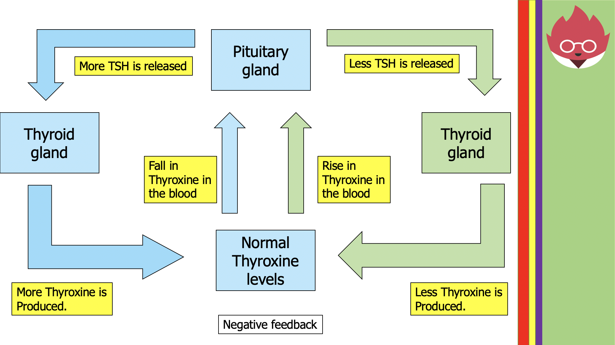 What Is A Negative Feedback Loop In Biology - Design Talk