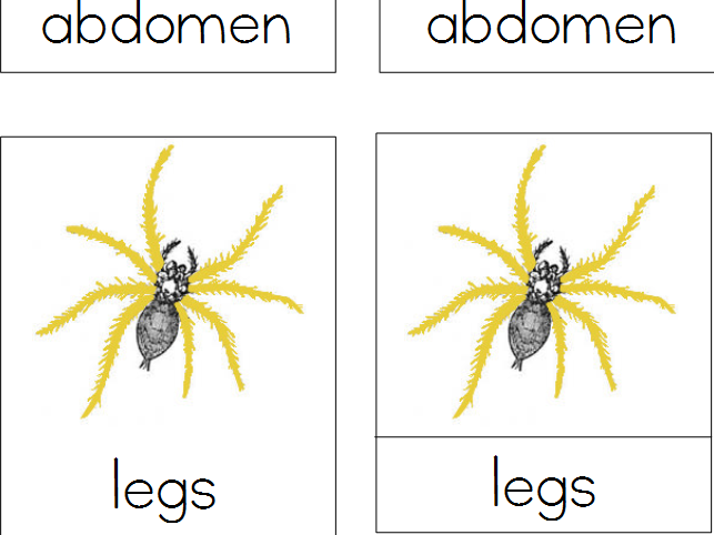 Primary minibeasts resources