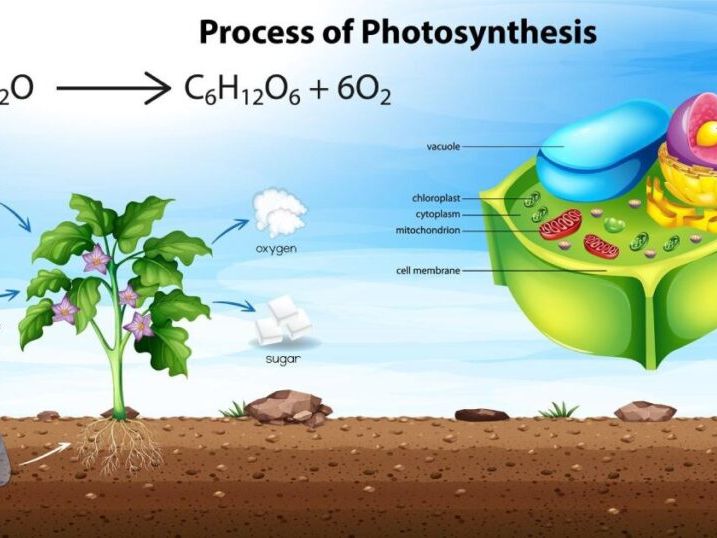 A Level Biology - Photosynthesis as an energy transfer process ...