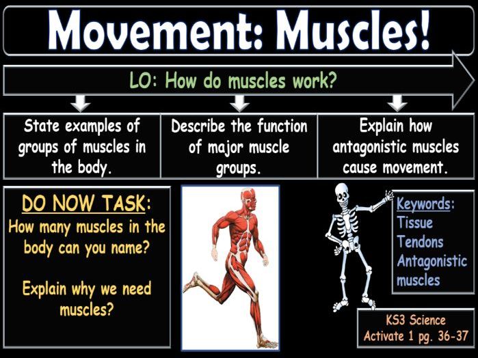 Movement Muscles KS3 Activate Science | Teaching Resources