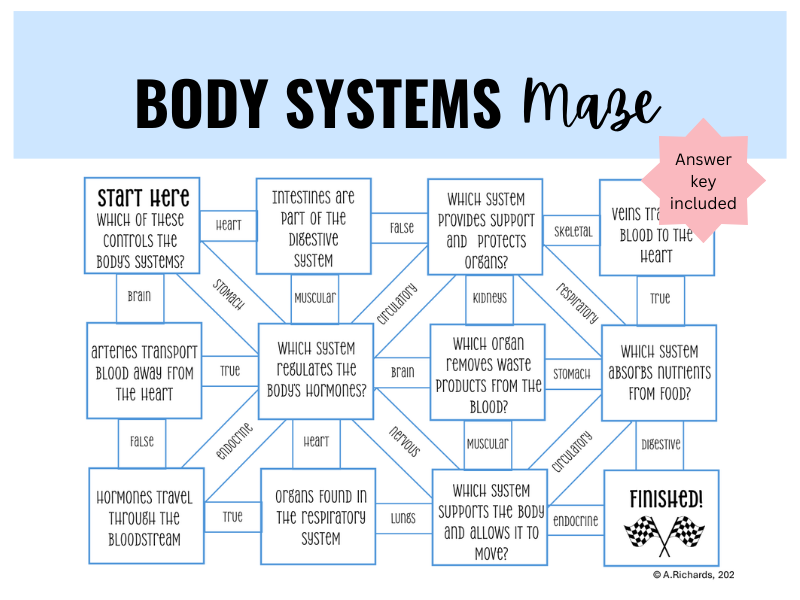 Body Systems Maze Worksheet | Teaching Resources