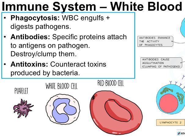 GCSE Coordinated Science: Immunity & Infection | Teaching Resources