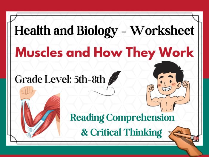 Muscles and How They Work: Reading Comprehension Passages & Questions ...