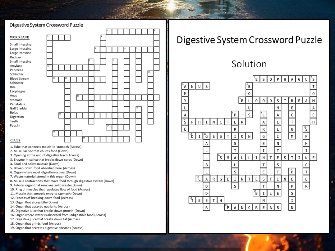 Digestive System Crossword Puzzle Worksheet Activity Teaching Resources