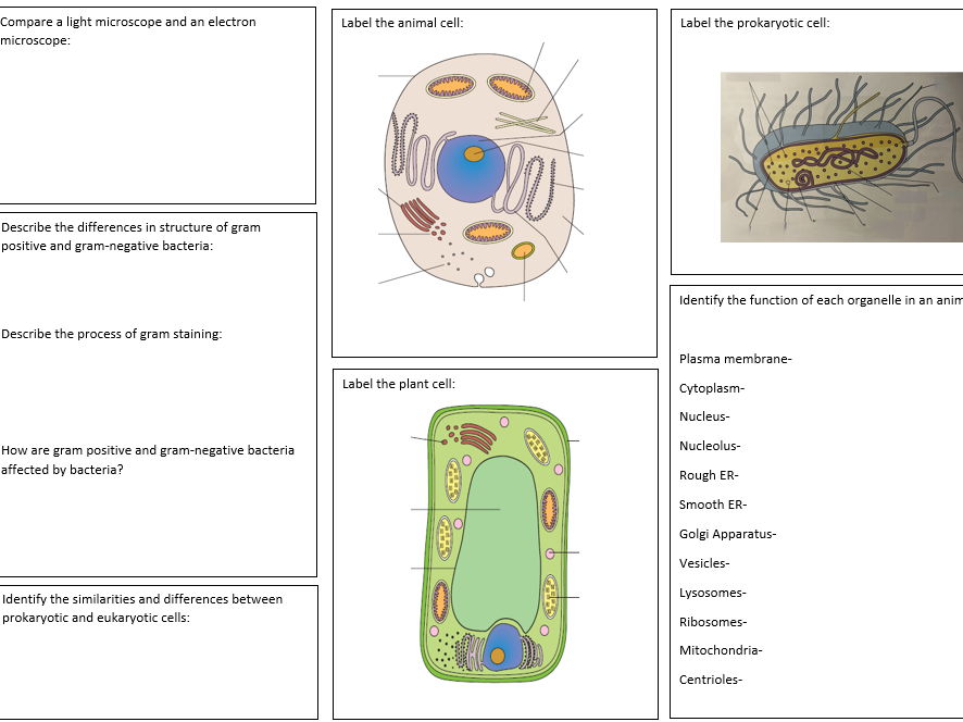 AAQ Applied Science Unit 1 Biology Topic A Revision Grid | Teaching ...