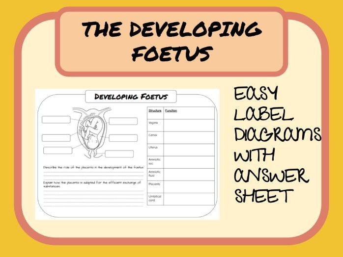 IGCSE DEVELOPMENT OF THE FOETUS WORKSHEET Teaching Resources IGCSE DEVELOPMENT OF THE FOETUS WORKSHEET Teaching Resources