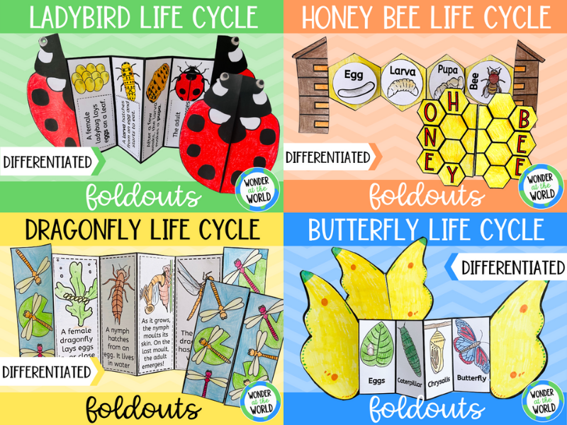 Insect life cycles foldables bundle | Teaching Resources