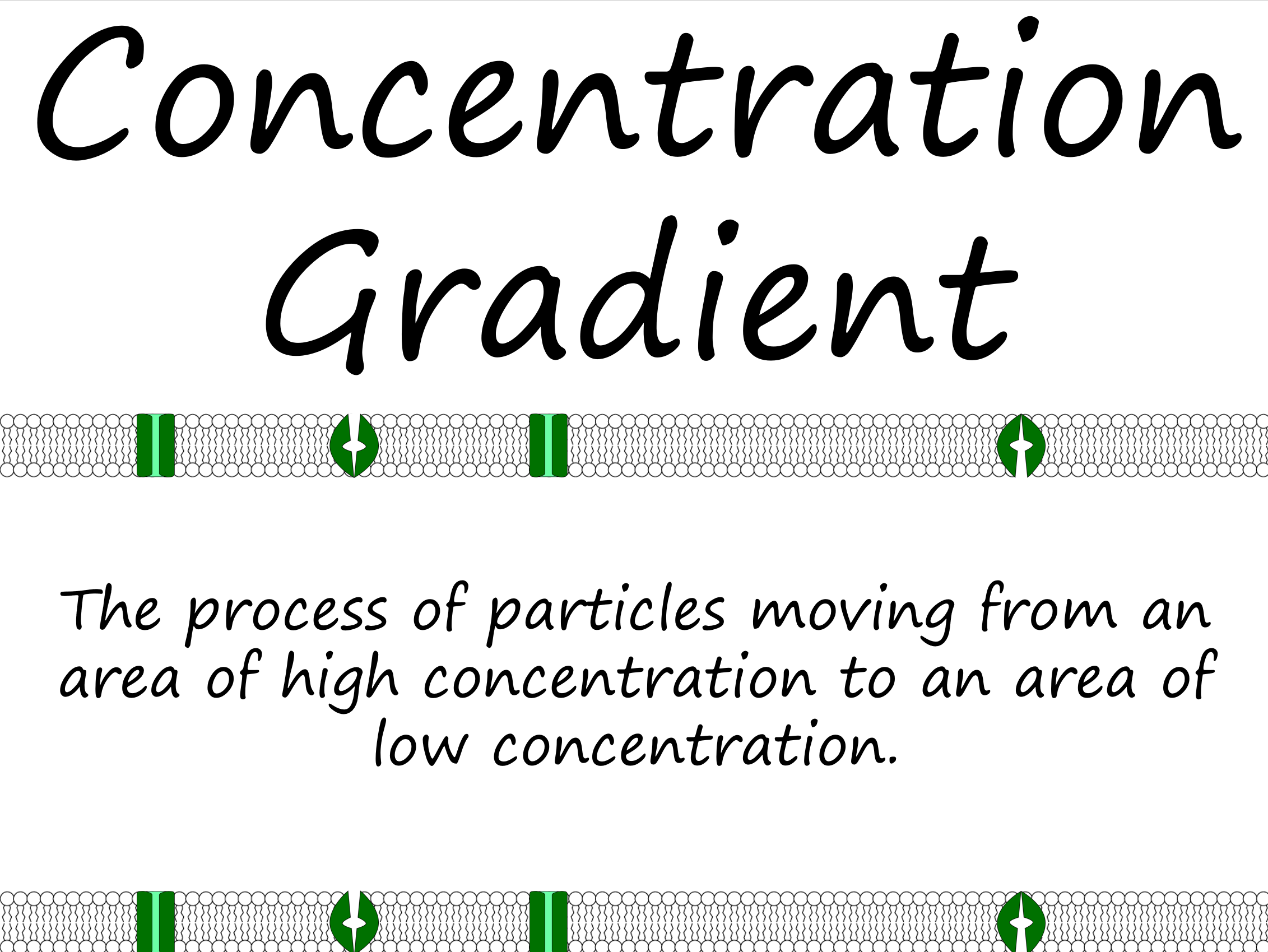 The Plasma Membrane and Cellular Transport Word Wall Vocabulary Cards ...