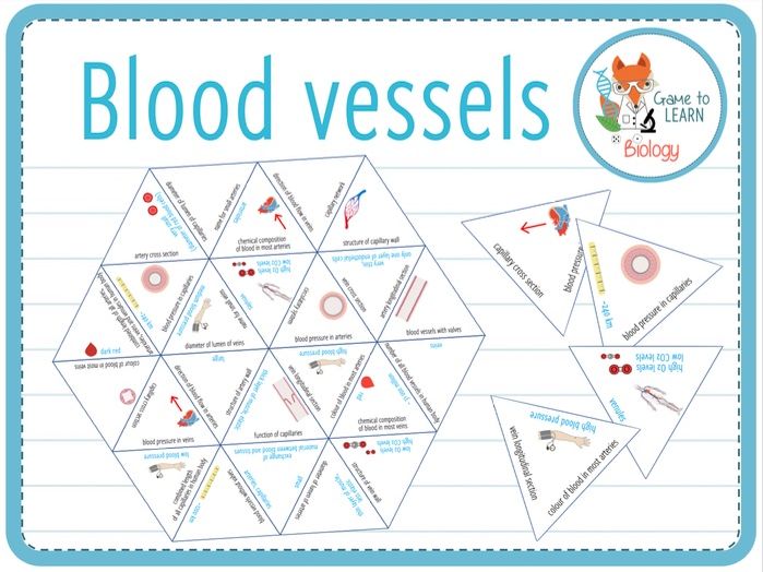 Blood vessels - Tarsia (KS4/5) | Teaching Resources