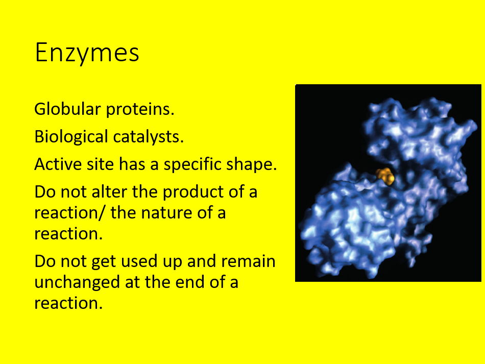 Edexcel A Level Biology Spec A Salters-Nuffield Topic 2 Genes and ...