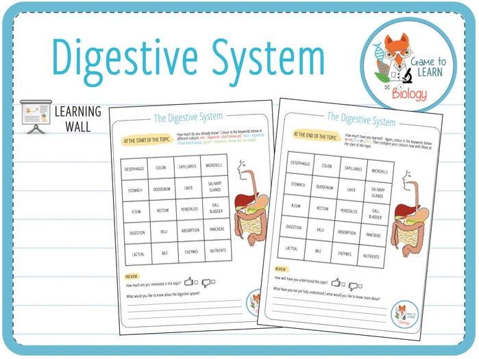 Digestive System - Learning Wall (KS3/4) | Teaching Resources