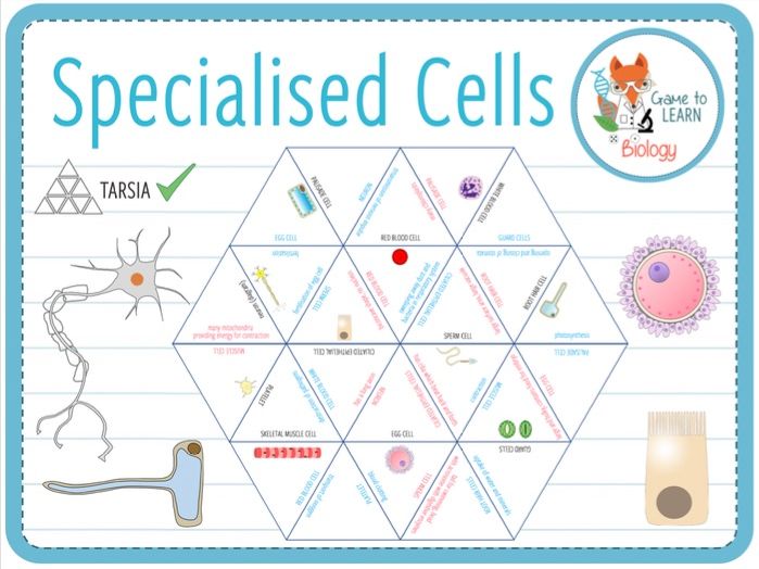 Specialised cells - Tarsia (KS3/4) | Teaching Resources