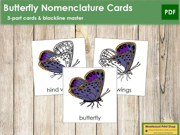 Parts Of A Butterfly Printable