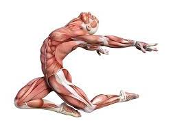 Unit 5: Anatomy and Physiology in Sport - BTEC Nationals in Sport Level ...