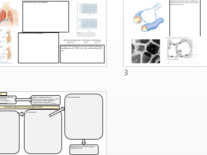 AQA A level human gas exchange and digestion revision | Teaching Resources