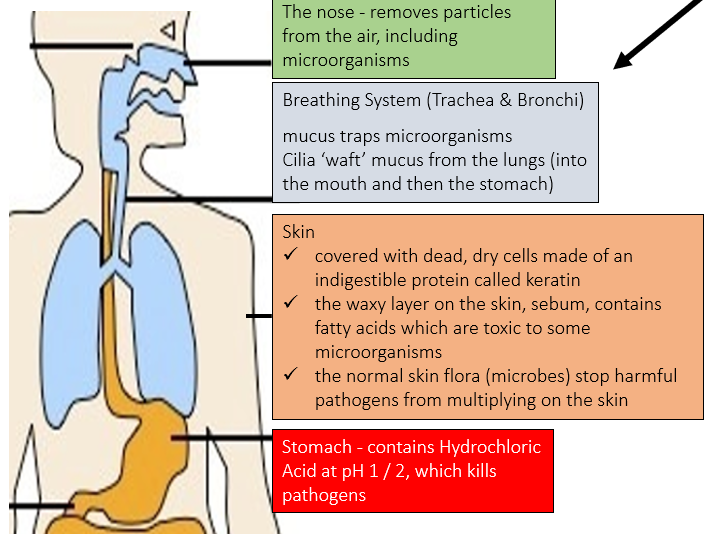Trilogy, Infection & Response revision & RAG sheet | Teaching Resources