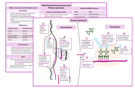 DNA Genes Chromosomes and Protein Synthesis A Level AQA Biology ...