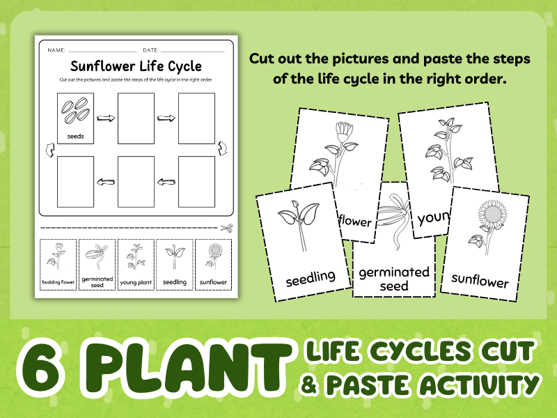 Life Cycles of Plants - 6 Plants to Explore! | Teaching Resources
