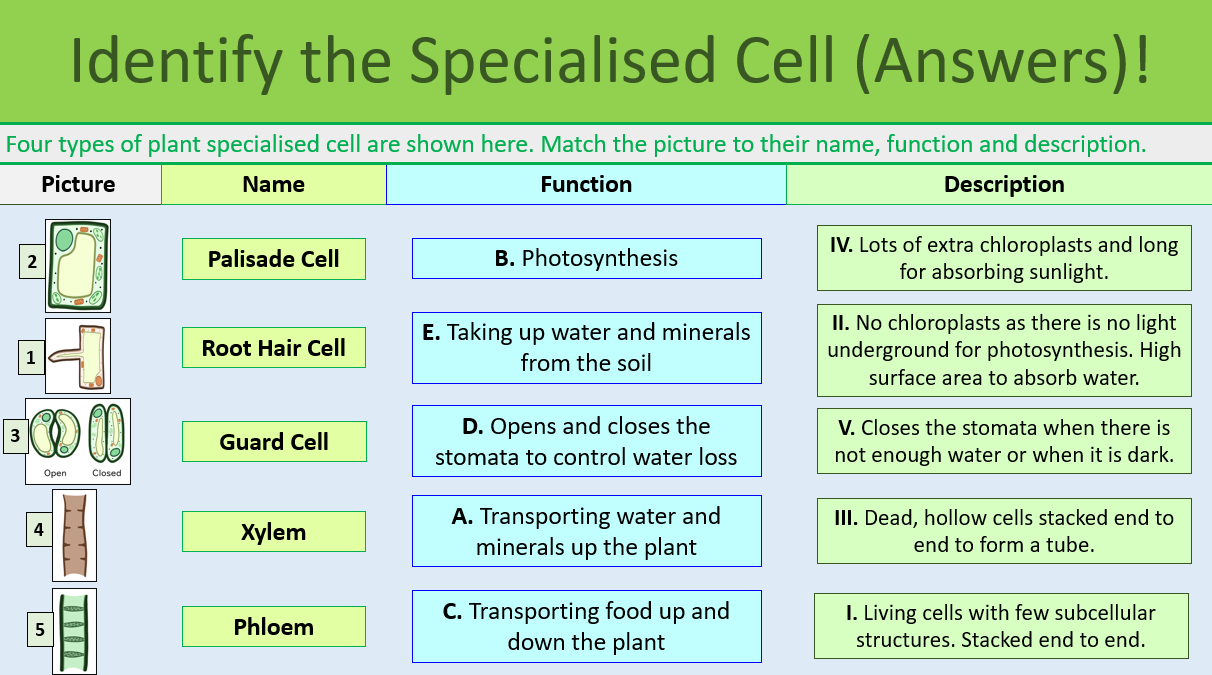 Revision Lesson Topics 1-4 Rose Black Spot Case Study GCSE Biology ...