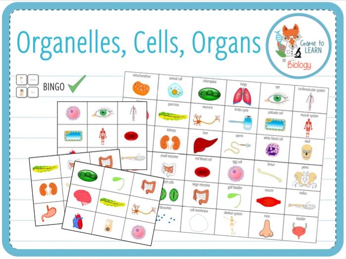 Organelles, cells, organs - Bingo (KS3/4) | Teaching Resources
