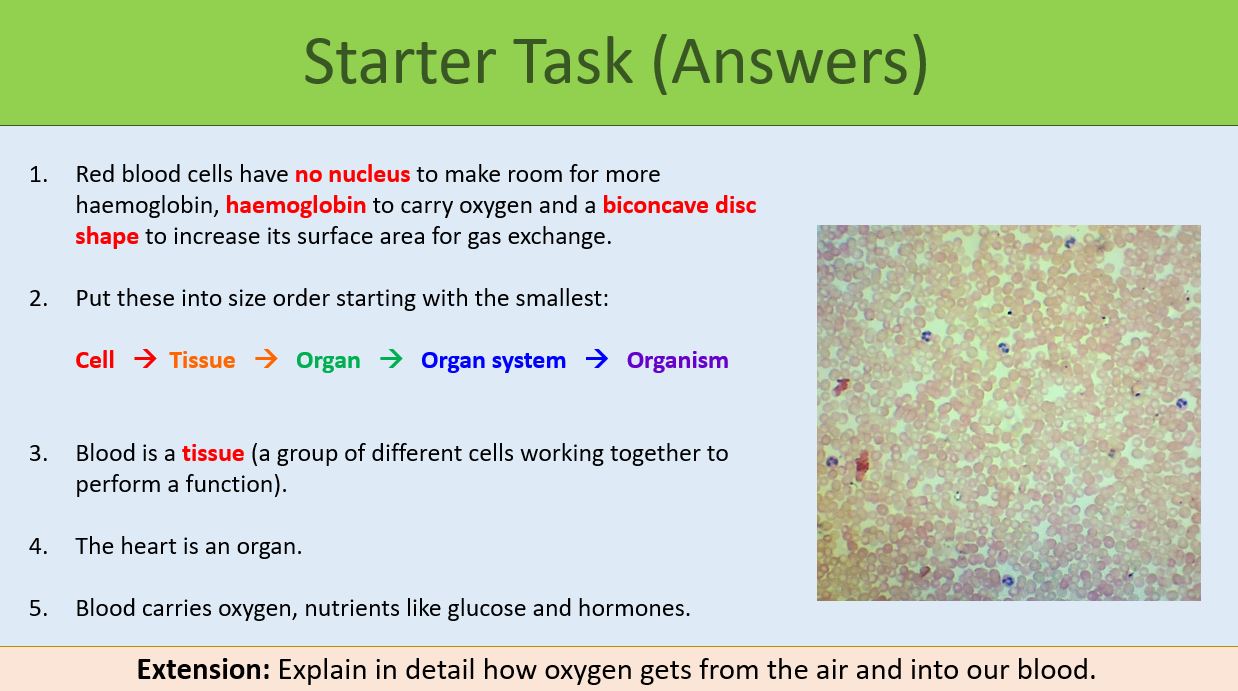 Circulatory System Lesson GCSE Biology | Teaching Resources