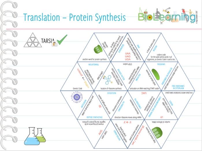 Translation / Protein Synthesis - Tarsia (KS5) | Teaching Resources